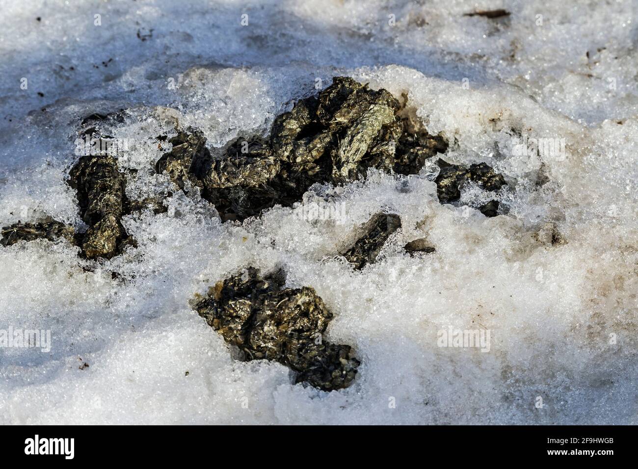 Mink animal hi-res stock photography and images - Alamy