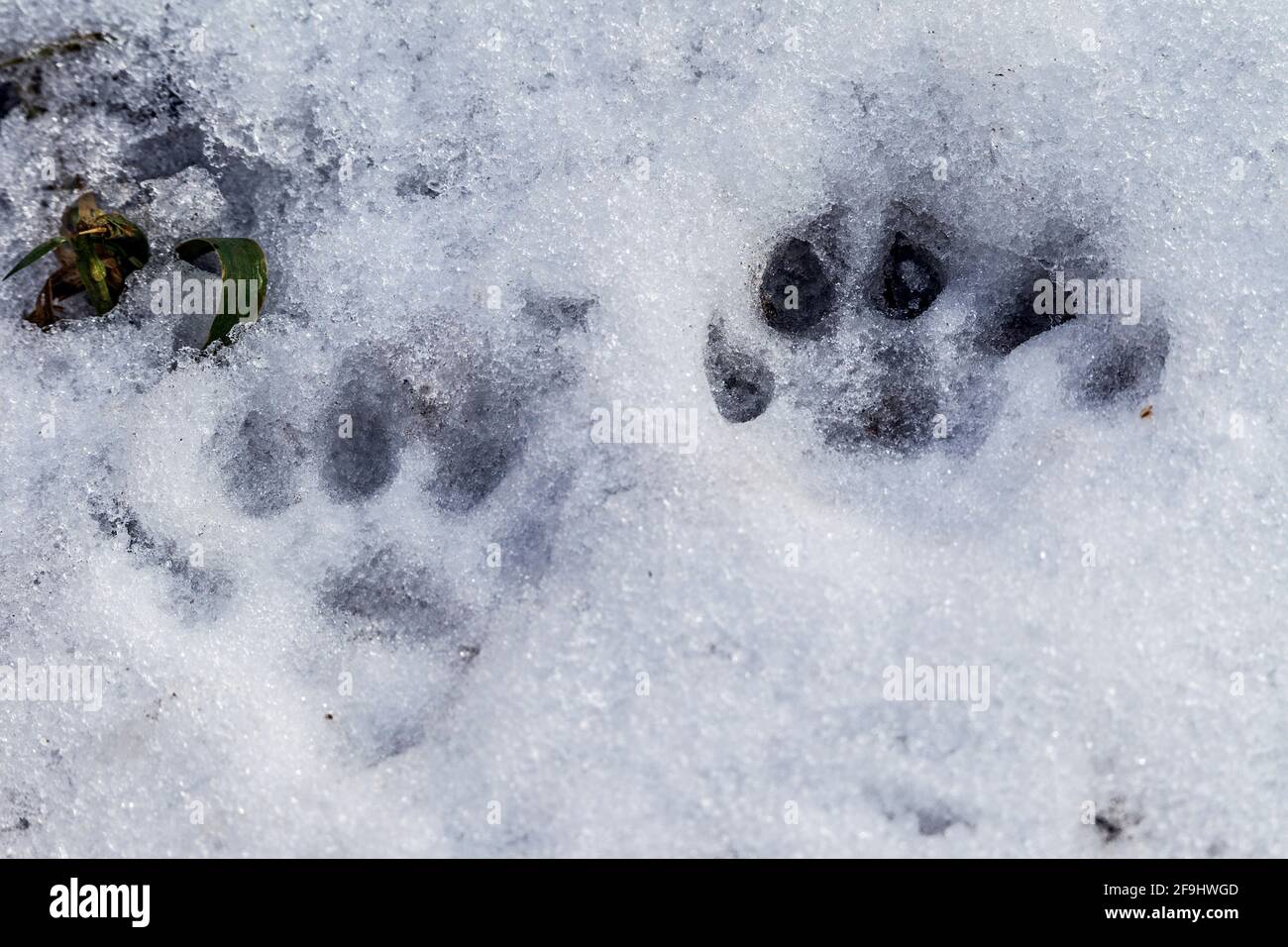 American Mink Tracks