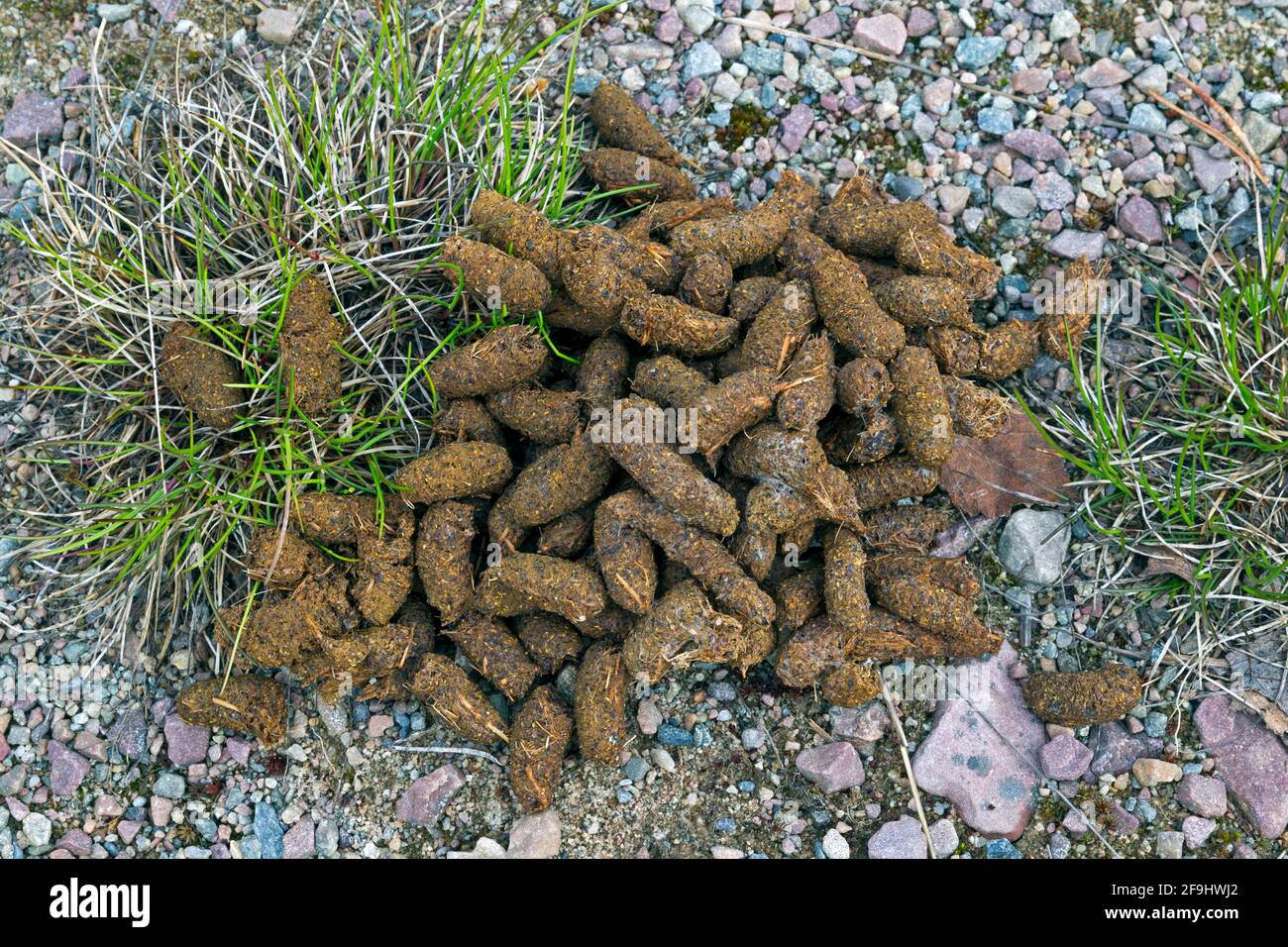 Black Grouse (Tetrao tetrix, Lyrurus tetrix), droppings. Sweden Stock ...
