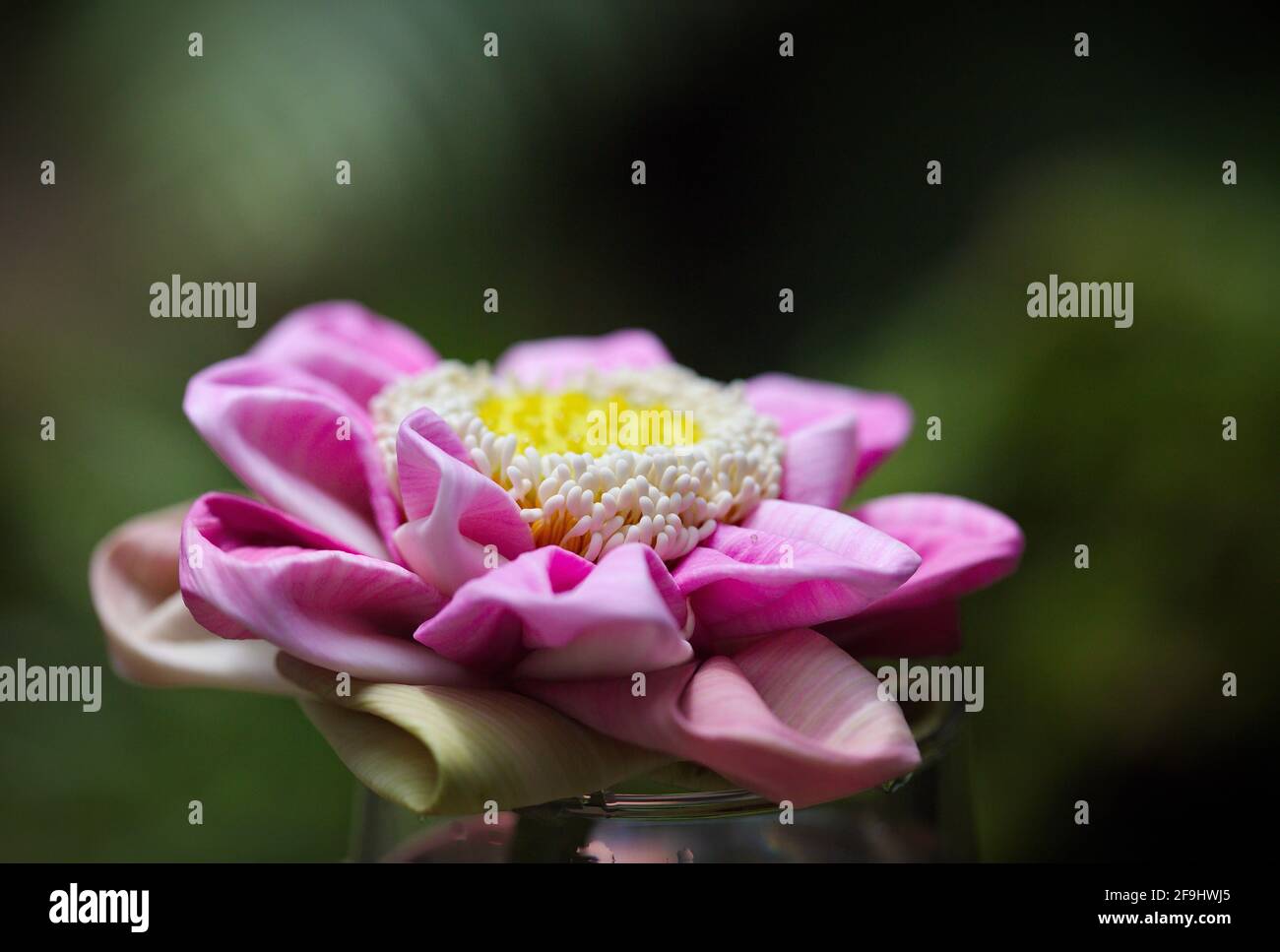Folded petals of lotus flowers in Thai style Stock Photo - Alamy