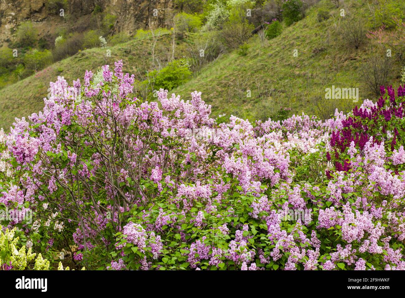 Lilac garden, colorful lilac blossom and flower, spring flower, Tbilisi ...