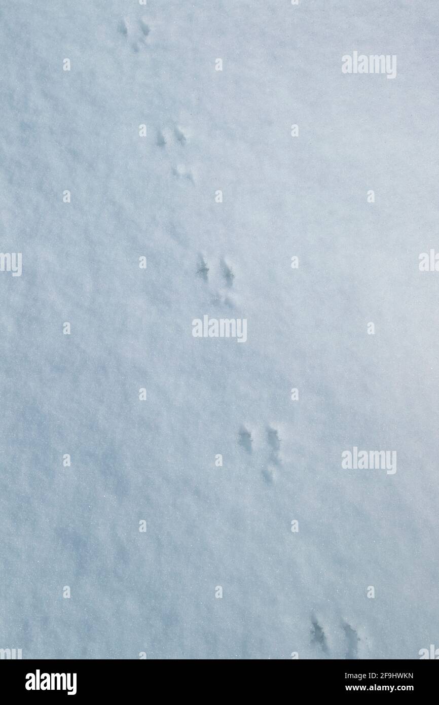 Mouse track hi-res stock photography and images - Alamy