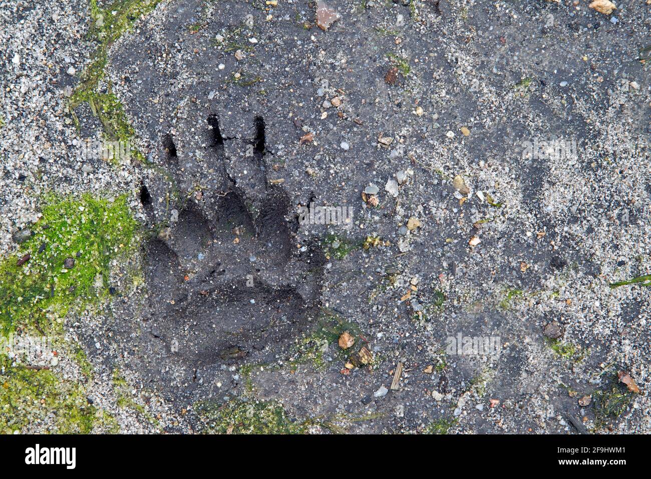 Old World Badger (Meles meles), footprint in sand. Germany Stock Photo ...