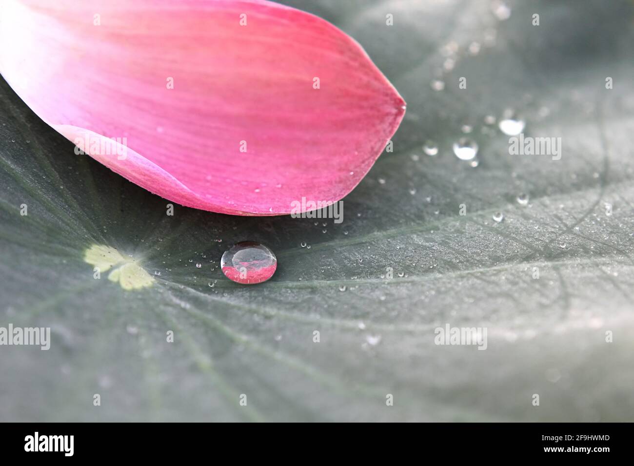 Abstract green leaf dew hi-res stock photography and images - Alamy