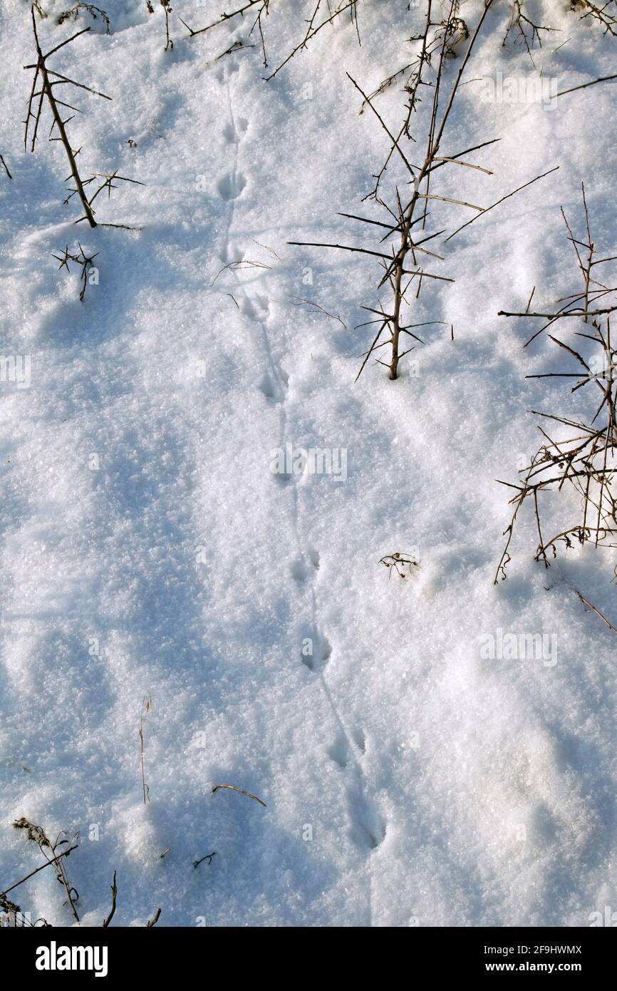 Apodemus sp hi-res stock photography and images - Alamy