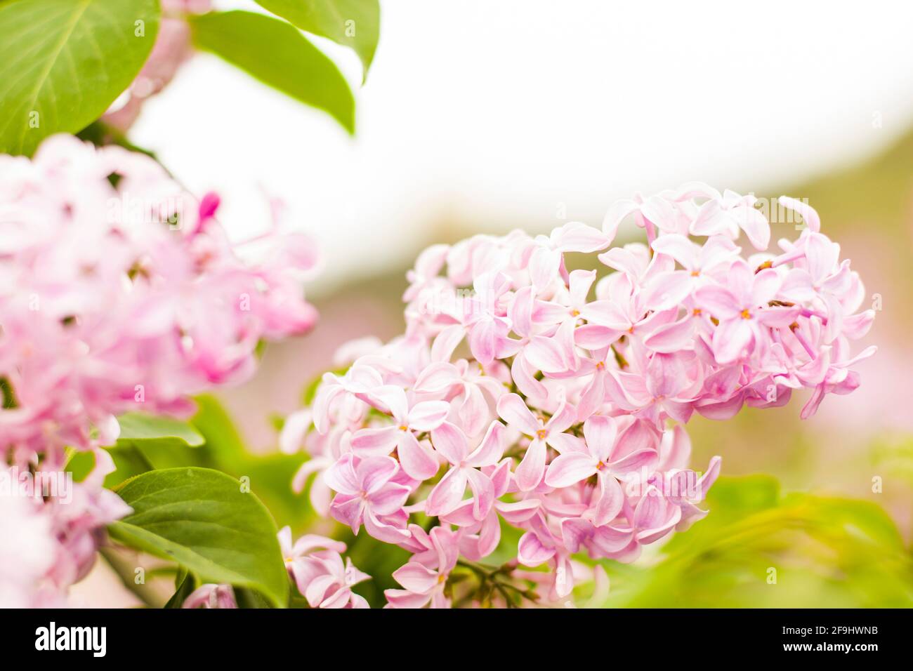 Lilac garden, colorful lilac blossom and flower, spring flower, Tbilisi ...