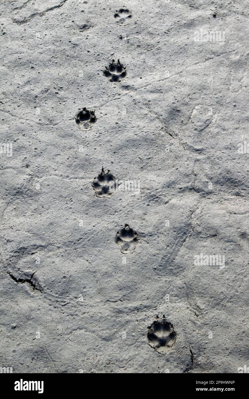 Fox footprint hi-res stock photography and images - Alamy