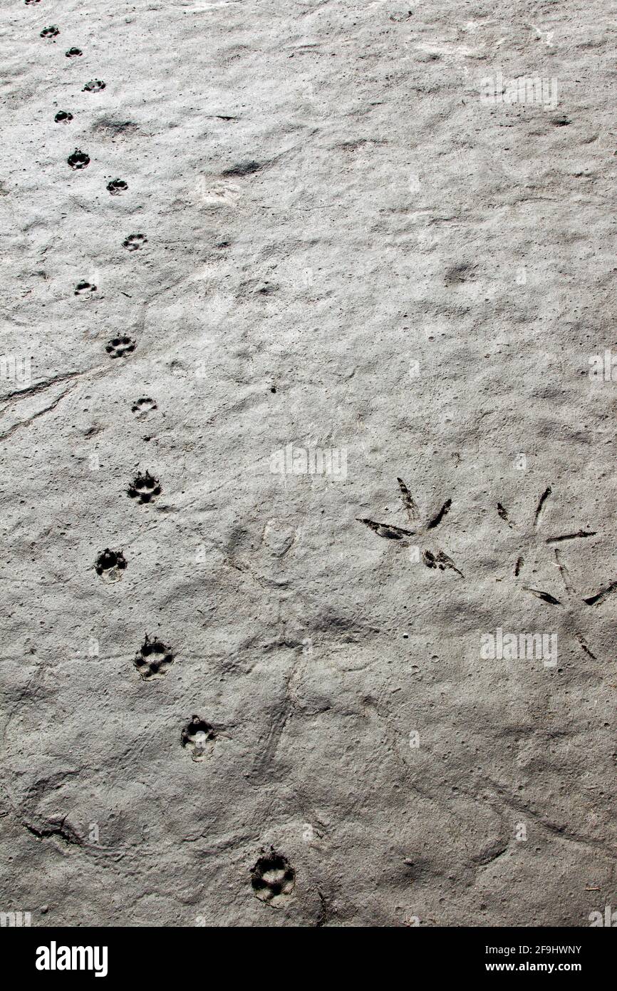 Fox footprint hi-res stock photography and images - Alamy