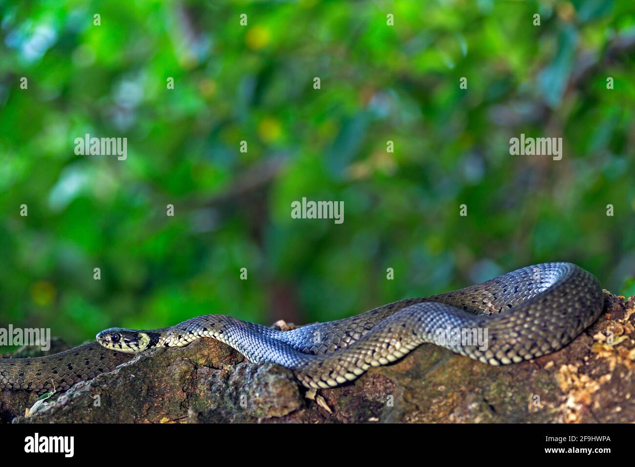 Grass Snake (Natrix natrix). Adult lying on soil. Germany Stock Photo ...