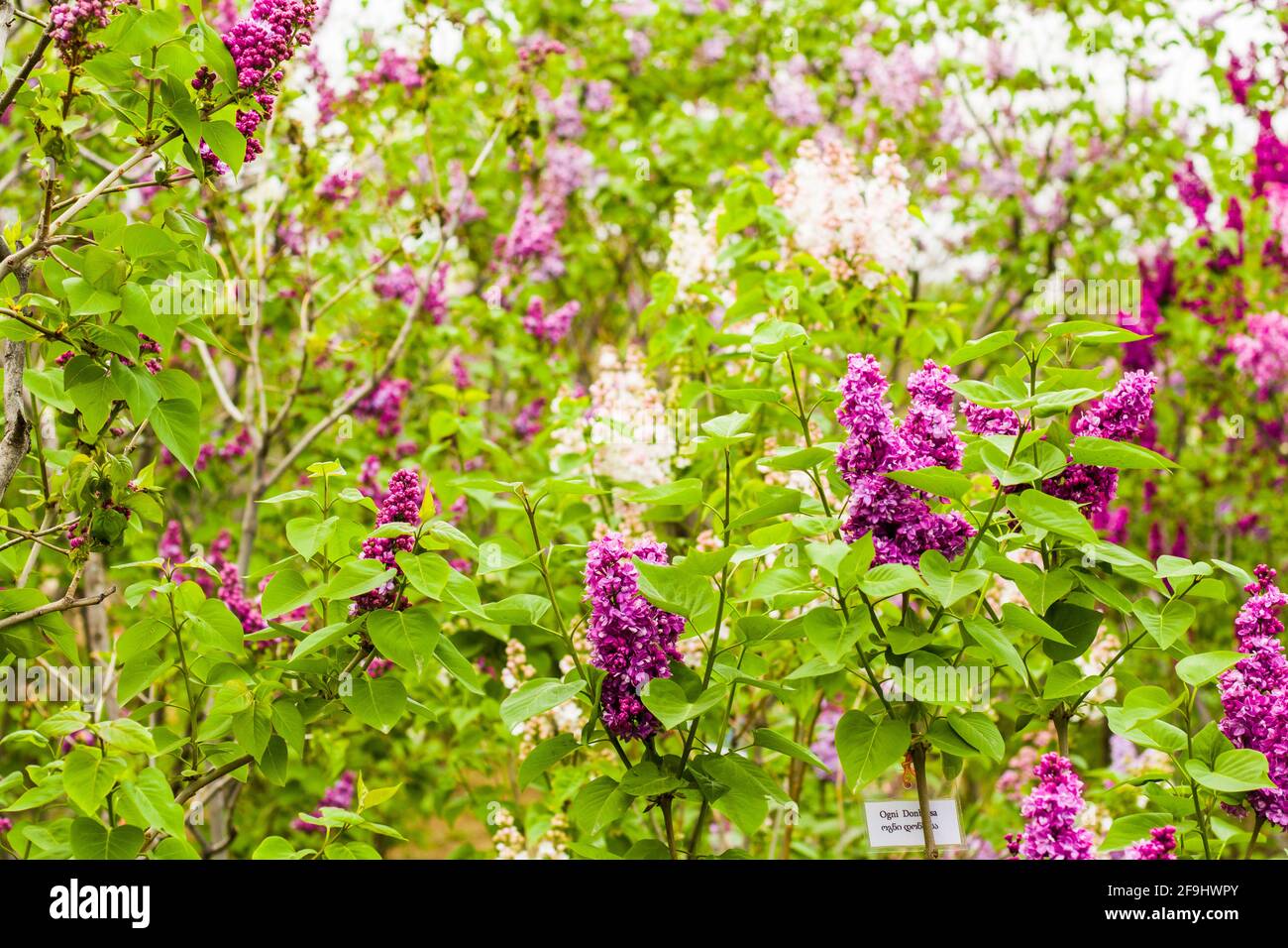 Lilac garden, colorful lilac blossom and flower, spring flower, Tbilisi ...