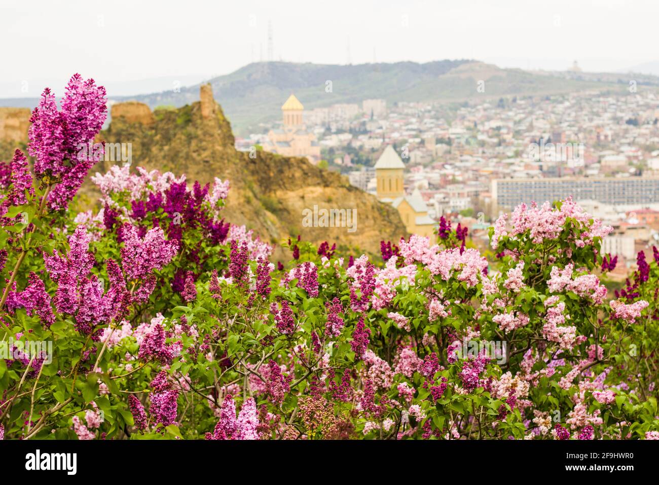 Lilac garden, colorful lilac blossom and flower, spring flower, Tbilisi ...