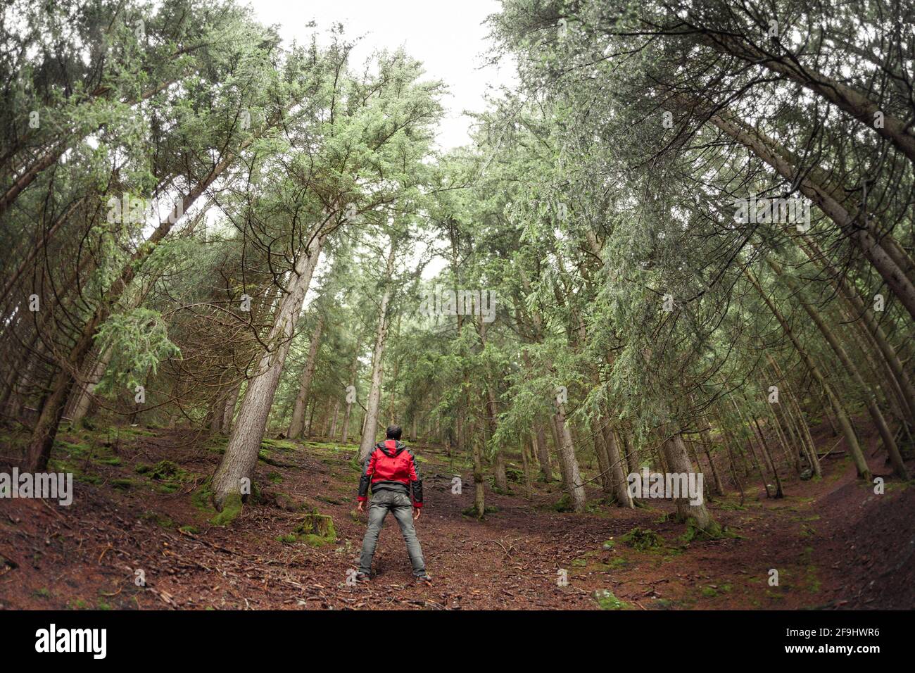 a man walking alone inside a forest in a cloudy day Stock Photo - Alamy