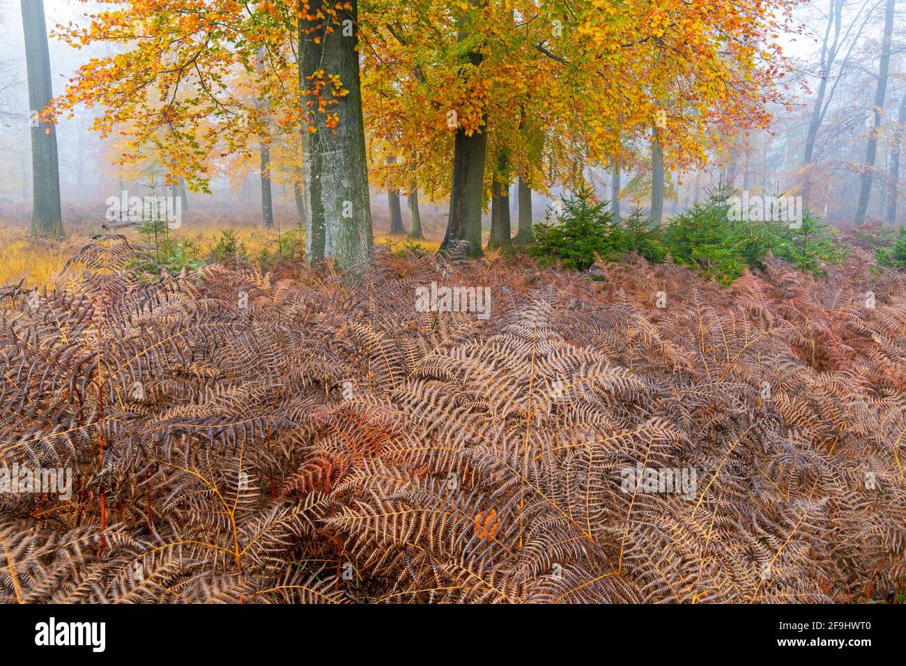 Bracken fern plant hi-res stock photography and images - Alamy