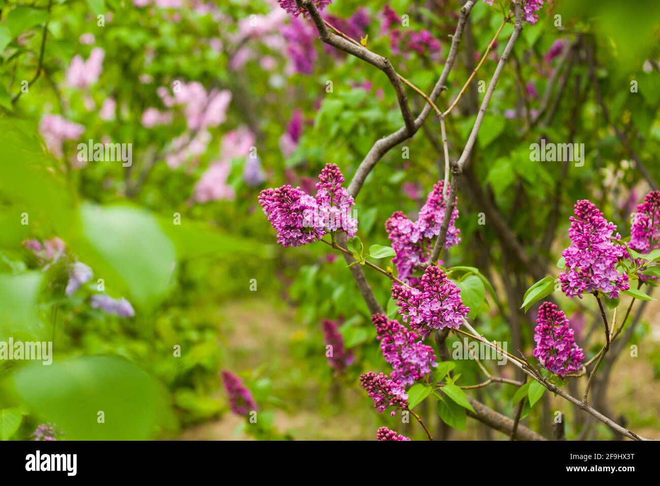 Lilac garden, colorful lilac blossom and flower, spring flower, Tbilisi ...