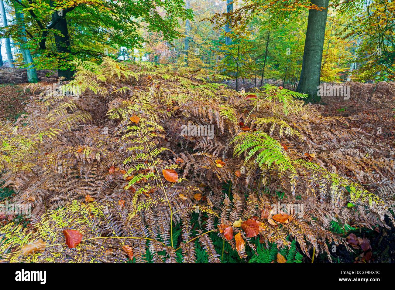 Bracken fern plant hi-res stock photography and images - Alamy