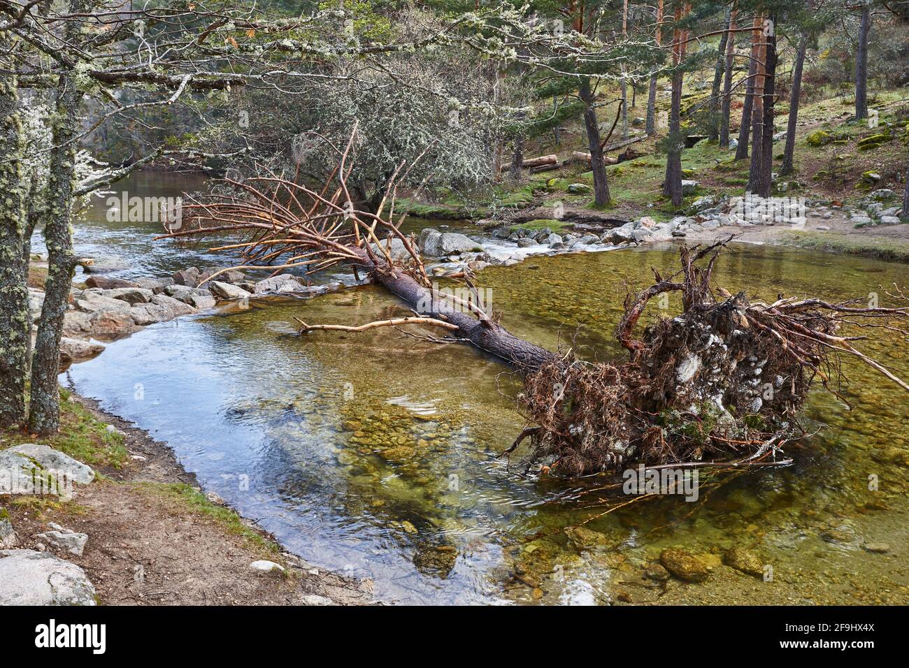 Fallen tree with roots into the river. Forest landscape. Damage Stock ...