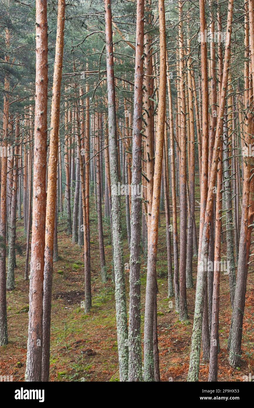 Pine tree forest. Nature background. Green and healthy environment ...