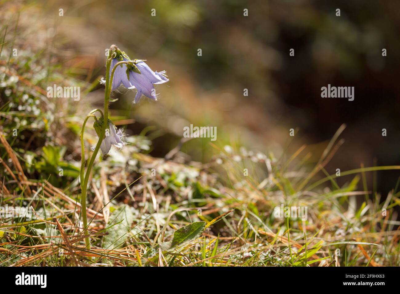 blue flowers from the typical alpine enviroment of Dolomites, in Italy ...