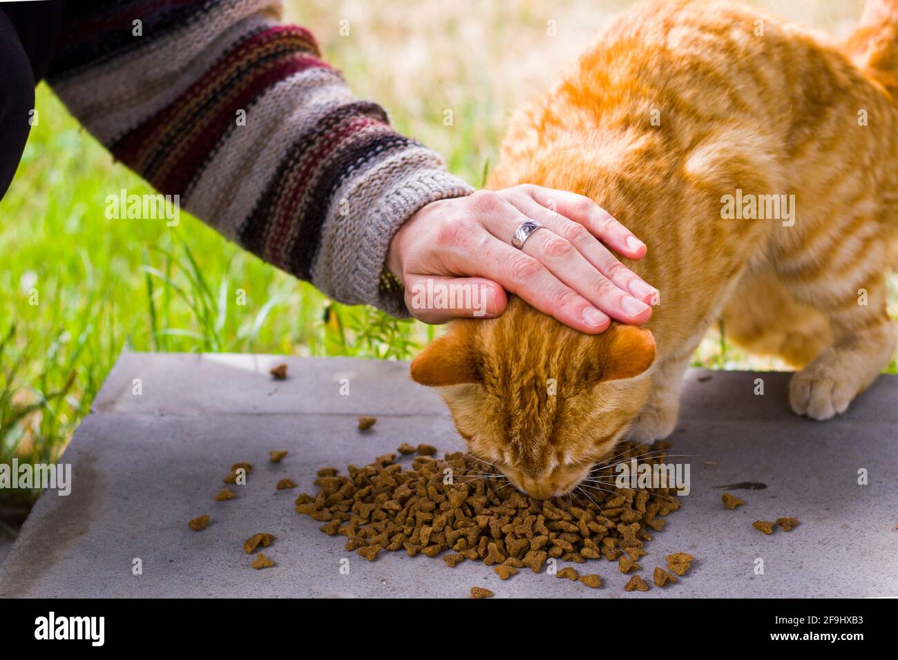 Cat with cat food, eating process, ginger cat Stock Photo - Alamy