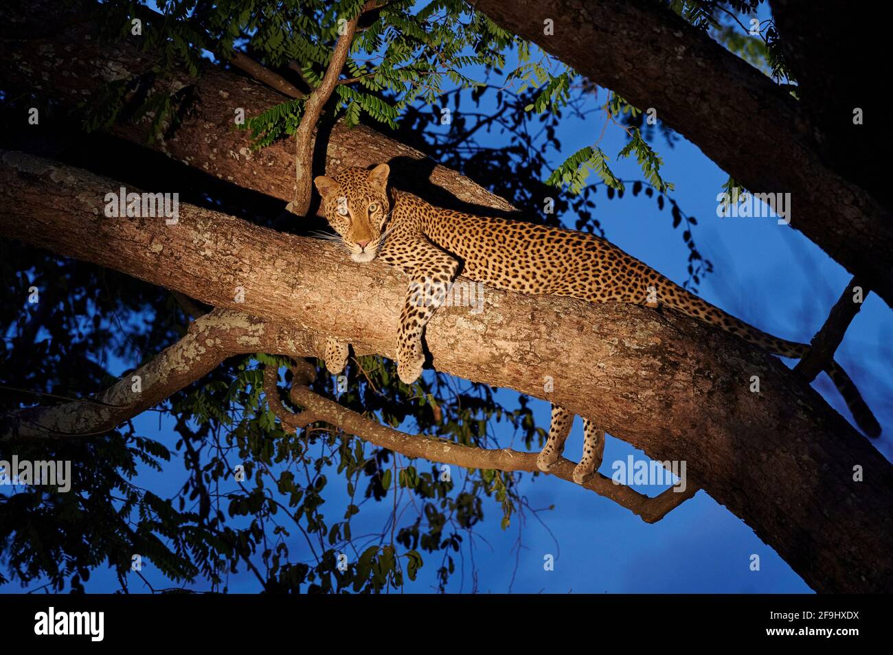 African Leopard (Panthera pardus) lying in a tree, illuminated at dawn ...