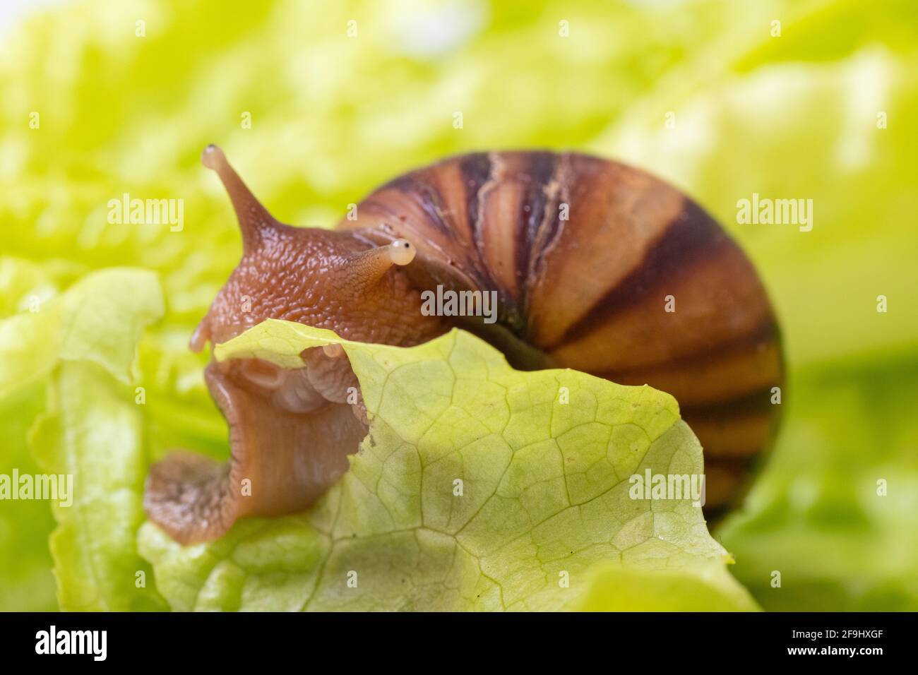 Little snail eating leaf close hi-res stock photography and images - Alamy