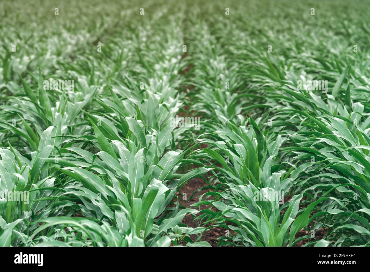 Corn field, selective focus. Green maize crops in diminishing ...