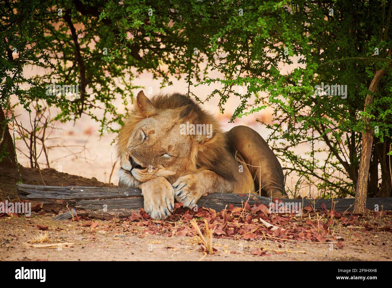 African Lion (Panthera leo). Male sleeping under a bush. South Luangwa ... African Lion (Panthera leo). Male sleeping under a bush. South Luangwa ...