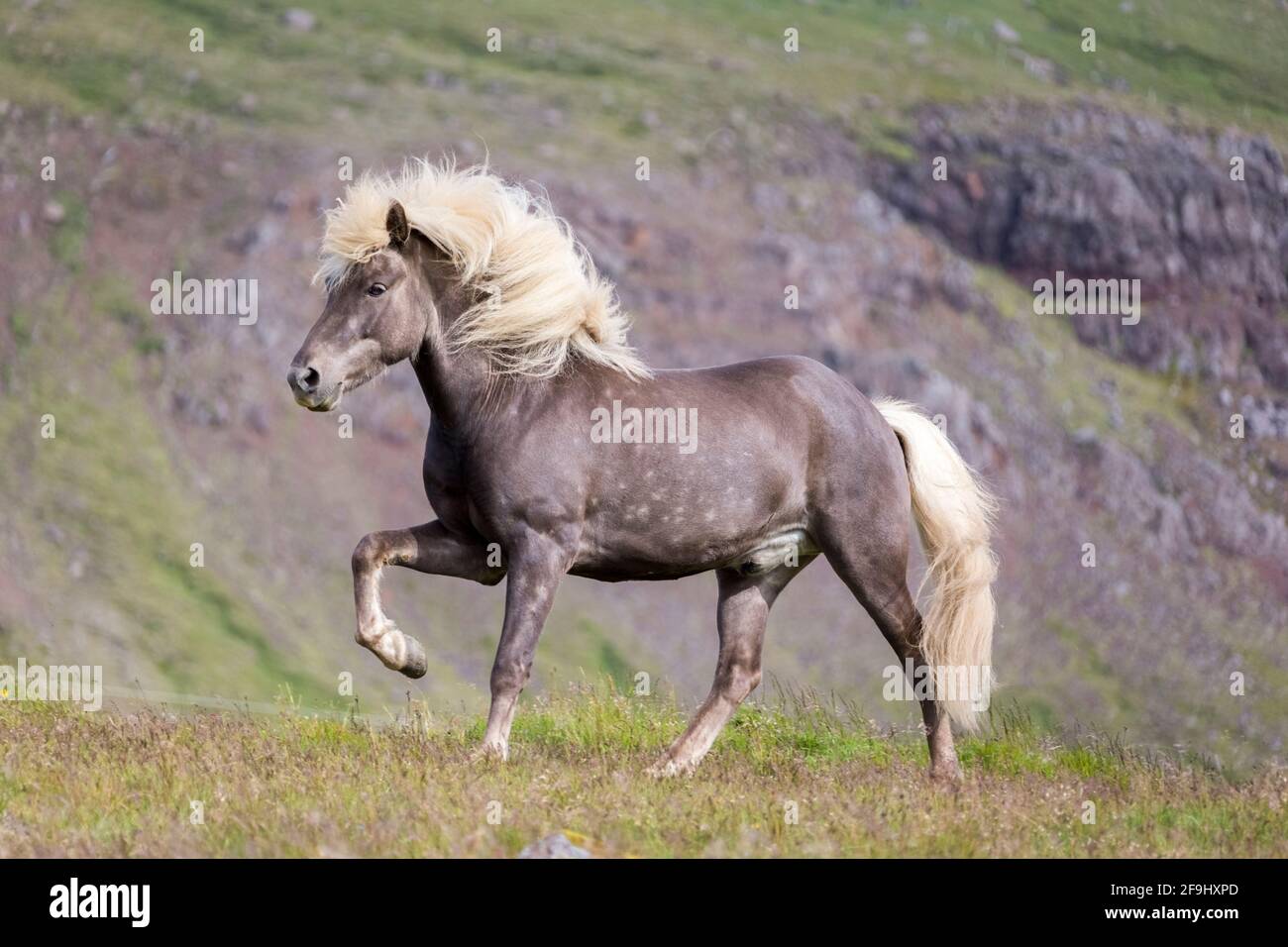 Silver Dapple Inverurie