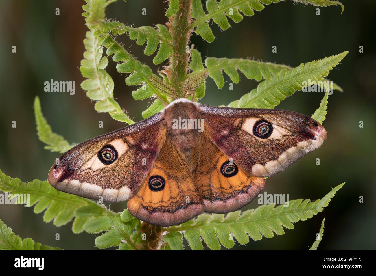 Small Emperor Moth (Saturnia pavonia). Male on a frond. Germany Stock ...