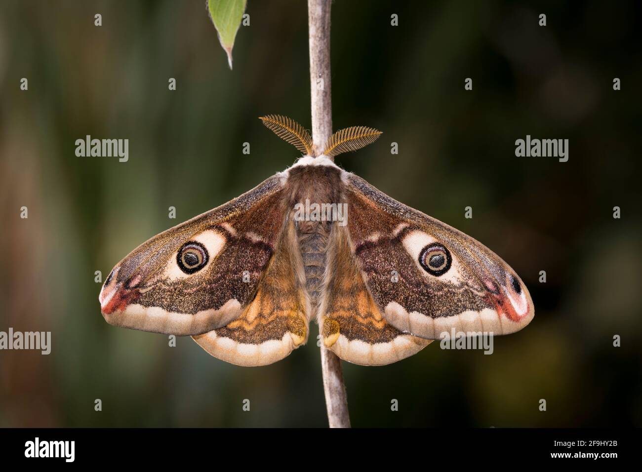Small Emperor Moth (Saturnia pavonia). Male on a twig. Germany Stock ...