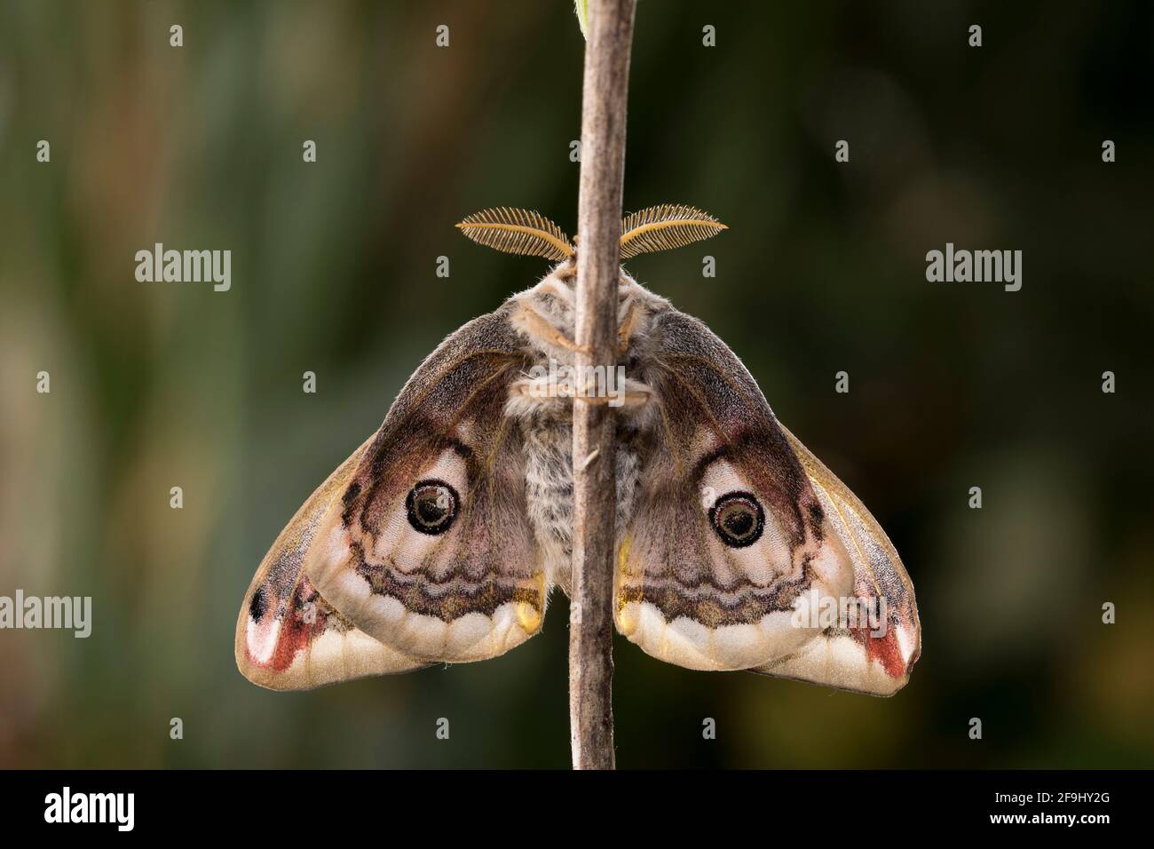 Small Emperor Moth (Saturnia pavonia). Male on a twig, seen from ...