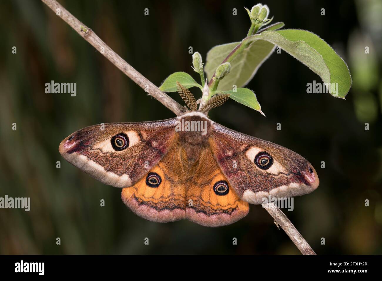 Small Emperor Moth (Saturnia pavonia). Male on a twig. Germany Stock ...