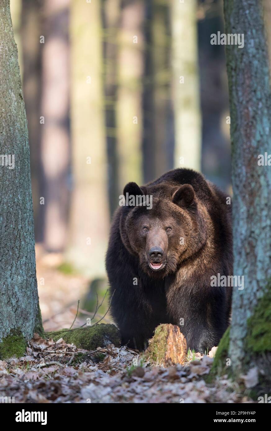 Ursidae european mammal carnivore predator hi-res stock photography and ...