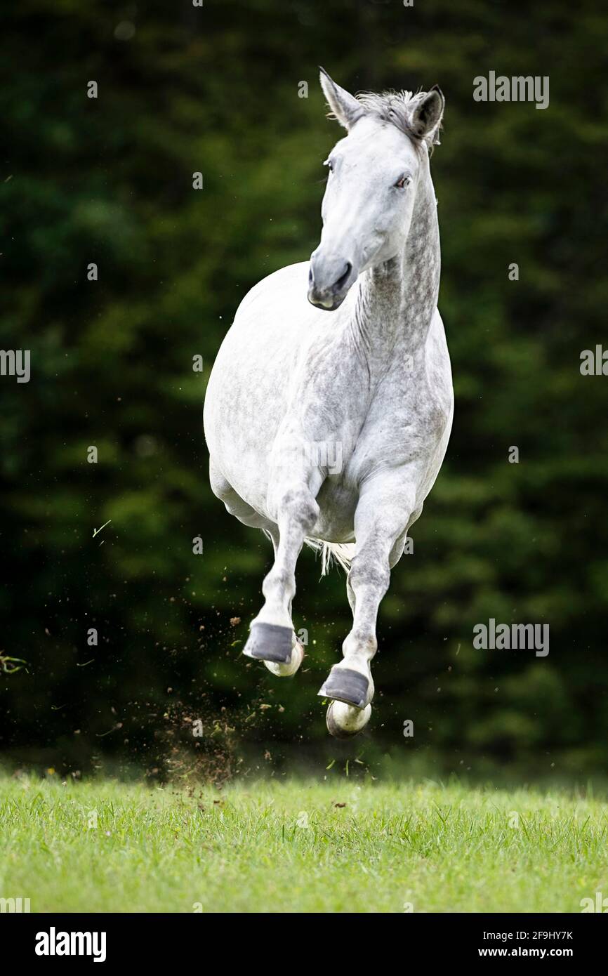 Trakehner. Grey mare jumping on a pasture. Germany Stock Photo - Alamy