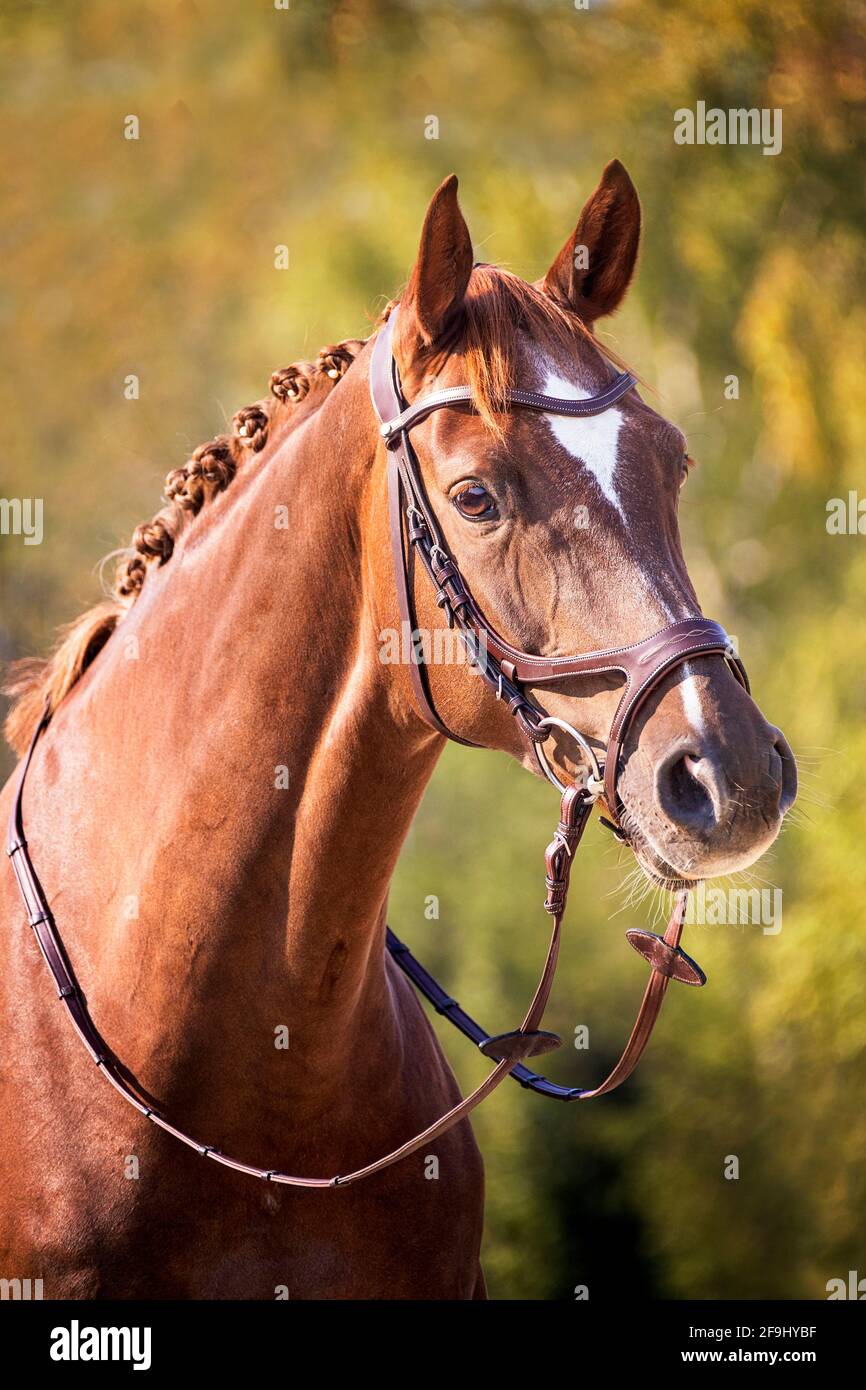 Holsteiner horse portrait hi-res stock photography and images - Alamy