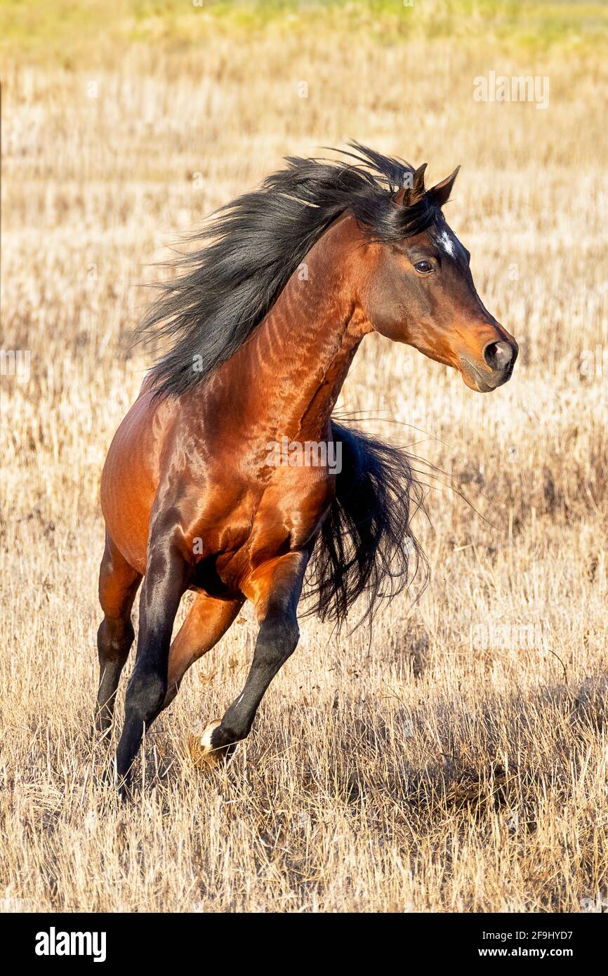 Bay Arabian Horse Galloping