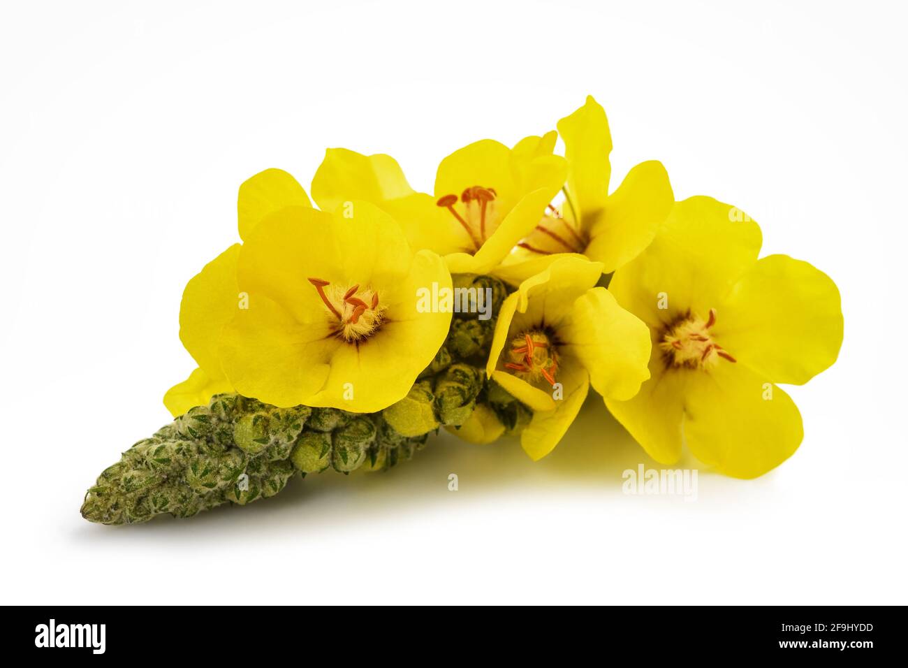 White mullein verbascum thapsus hi-res stock photography and images - Alamy