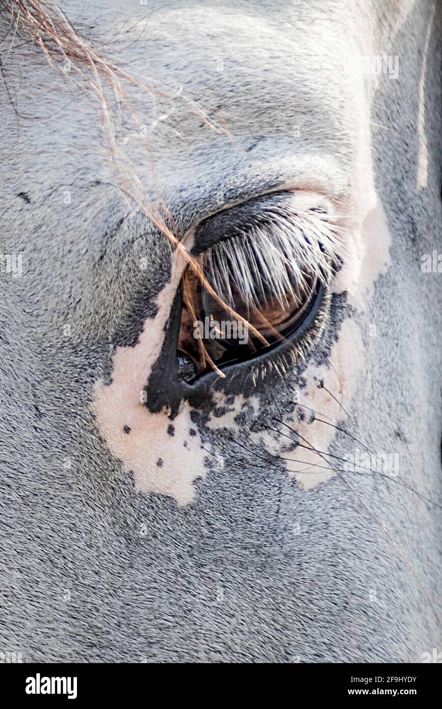 Pure Spanish Horse, Andalusian with copper deficiency showing lighter ...