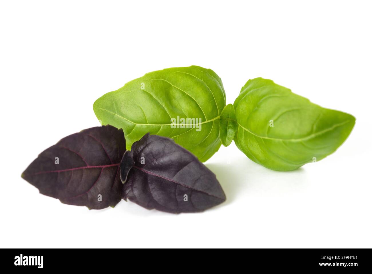 Purple basil leaves hi-res stock photography and images - Alamy