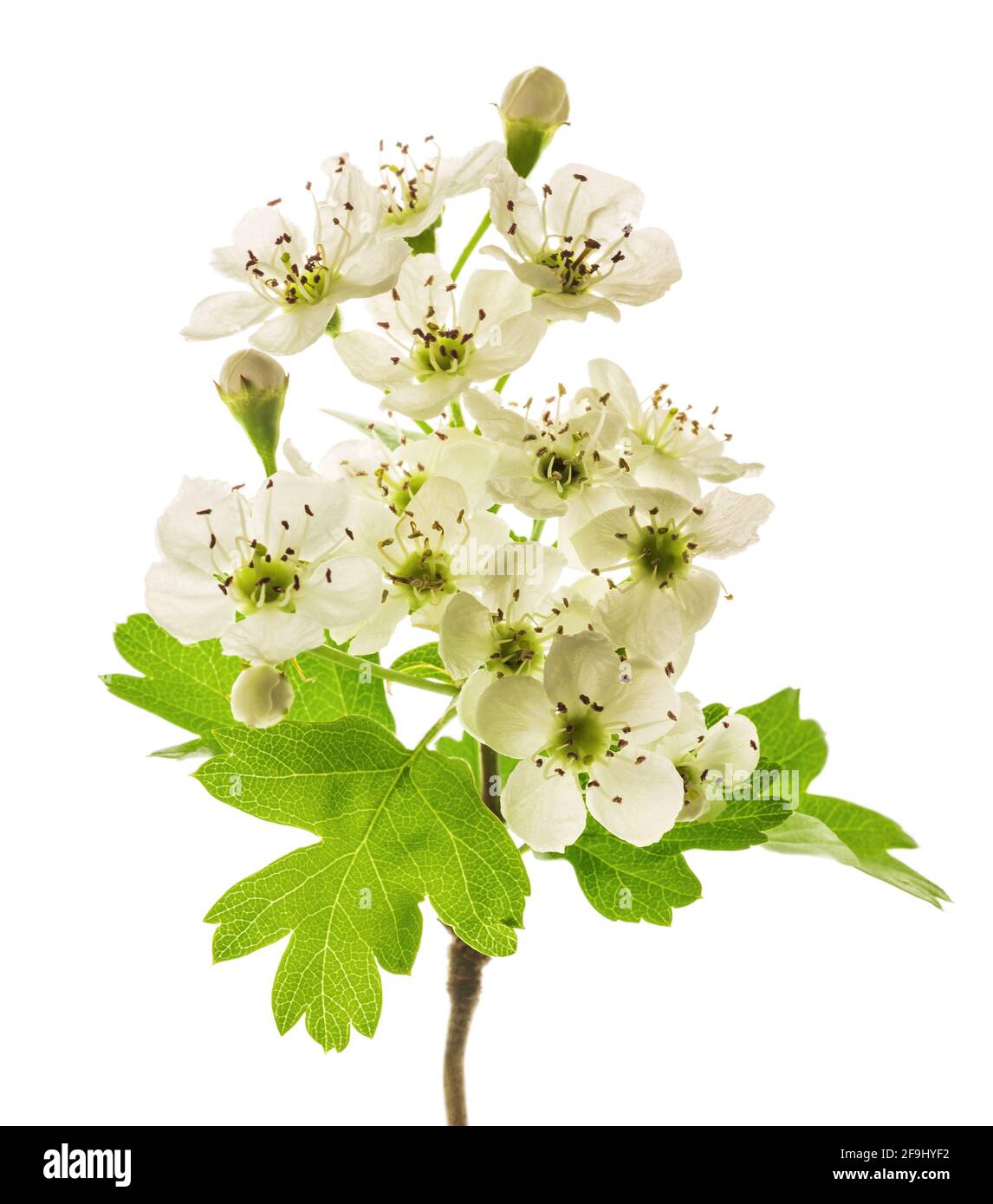 Hawthorn flowers isolated on white background Stock Photo - Alamy