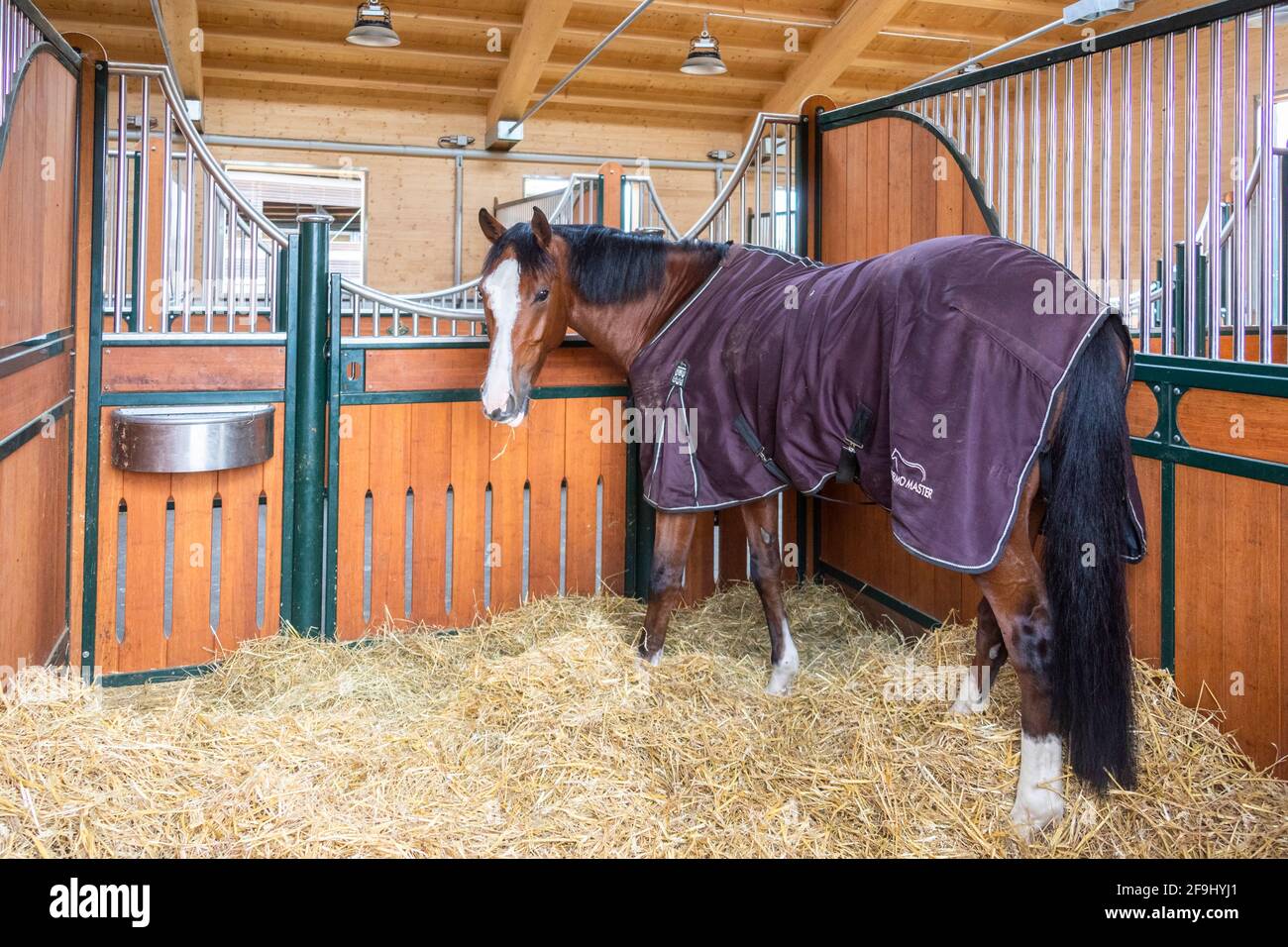 Horse rug hi-res stock photography and images - Alamy