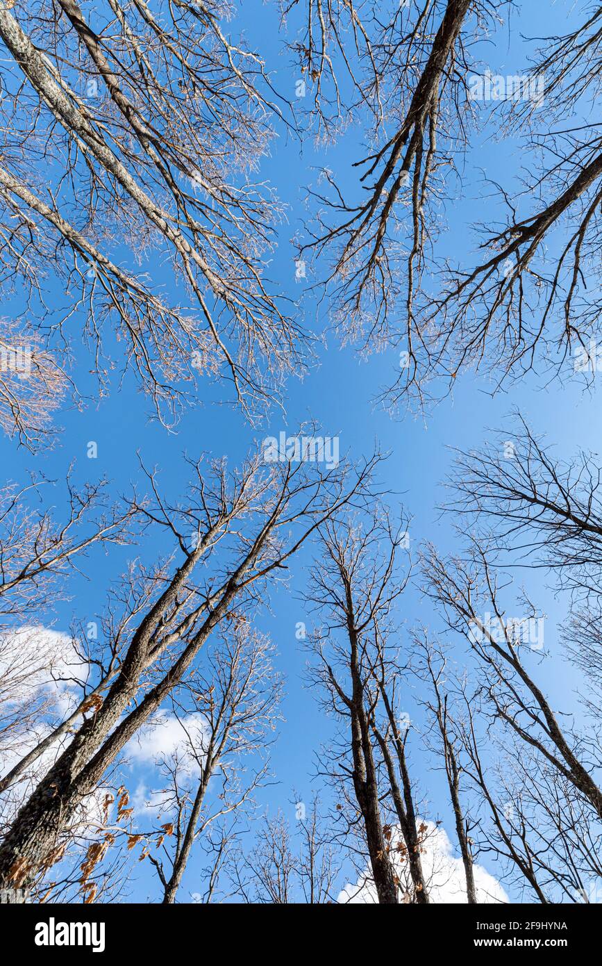 Treetops in landscape with blue sky background on a clear day Stock ...