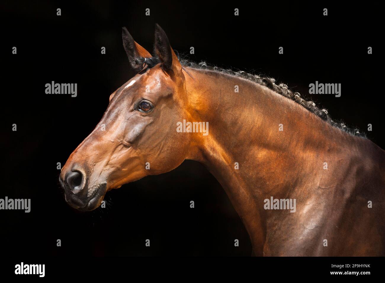 Trakehner. Portrait of bay galding, seen against a black background ...