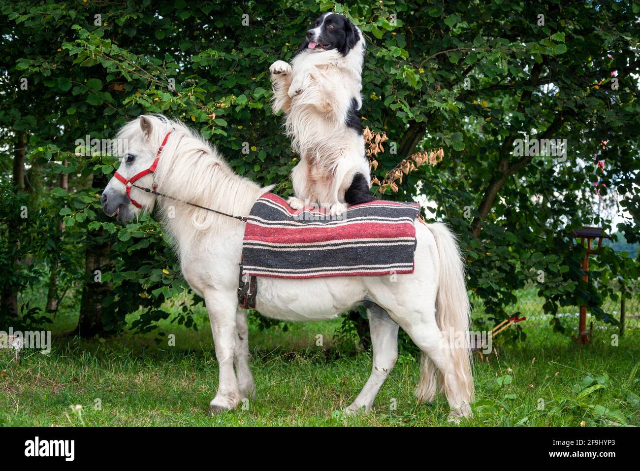 Animal friendship between dog and Shetland pony. A dog sitting upright ...