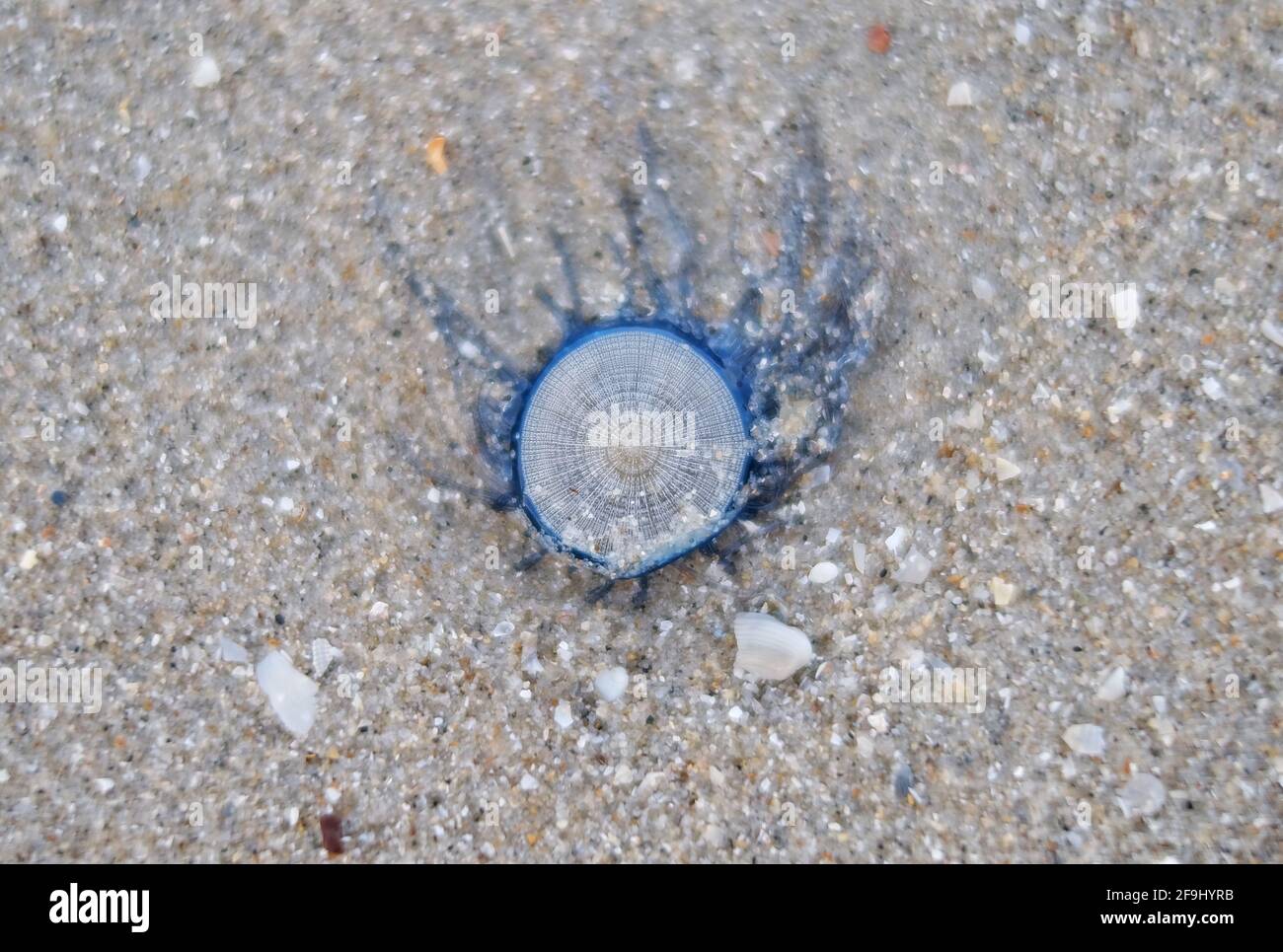 Blue Button Jellyfish