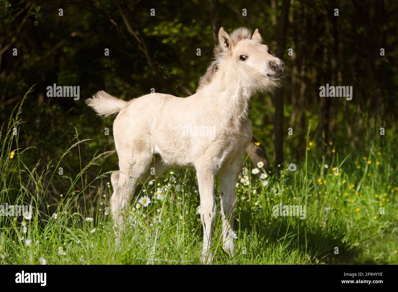 Norwegian Fjord Horse. Foal standing on a pasture. Germany Stock Photo ...