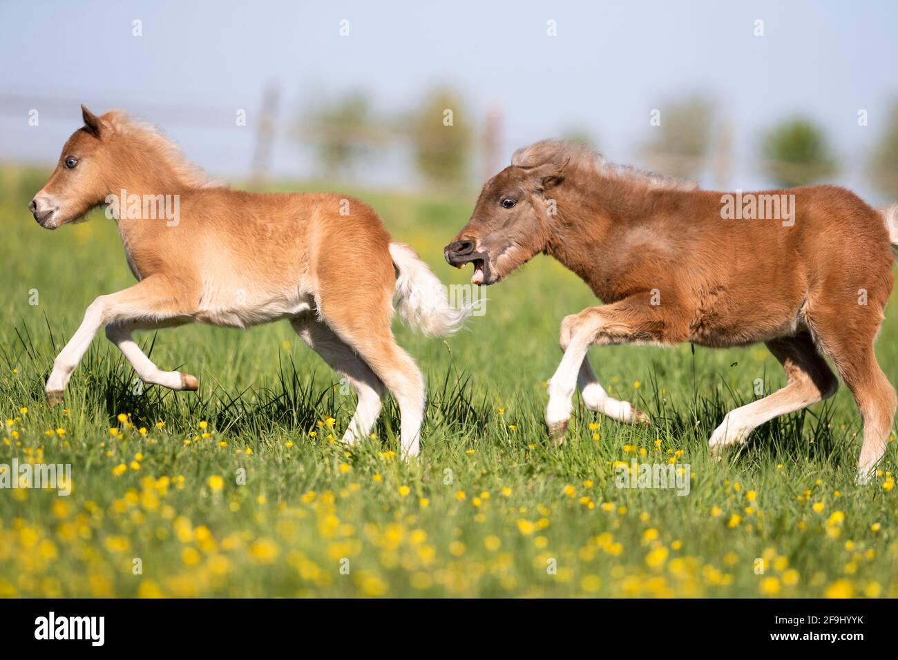 German Classic Pony. Two foals playing on a pasture. Germany Stock ...