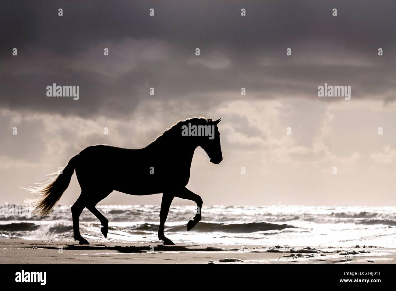 Pure Spanish Horse, Andalusian. Gray stallion trotting on a beach ...