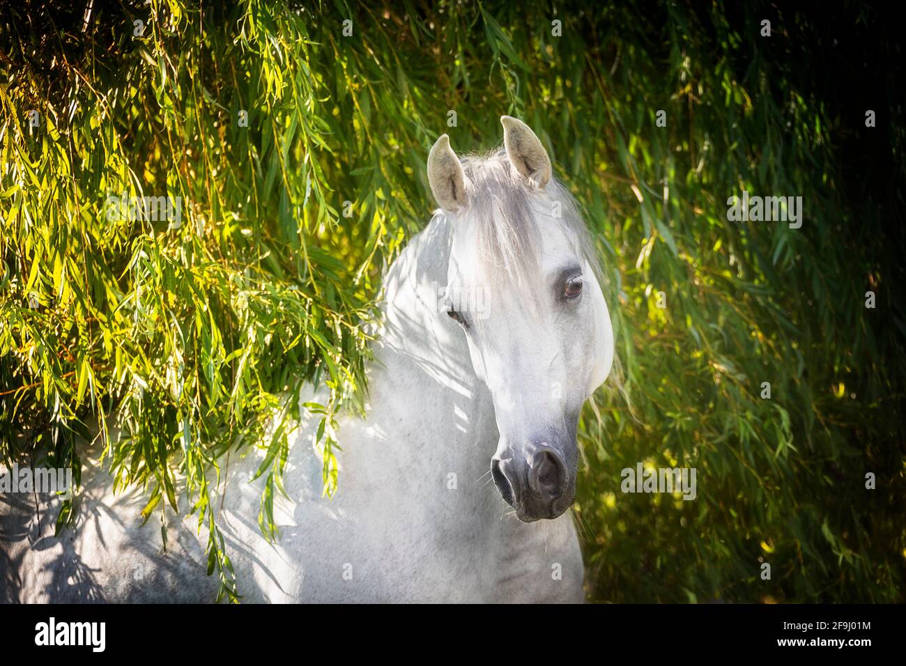 Arabian horse. Grey gelding standing under a willow. Germany Stock ...