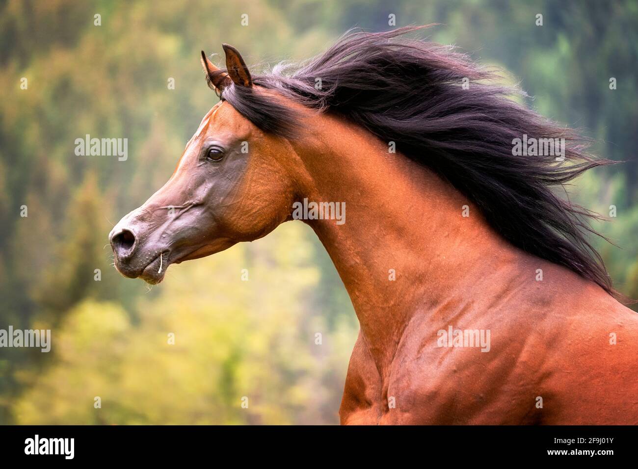Purebred Arabian Horse. Portrait of bay mare, galloping on a pasture ...